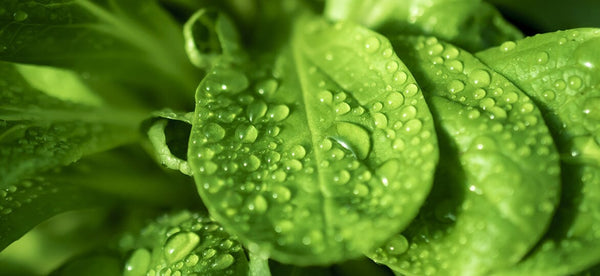 Ways to Save Water & achieve Efficient Gardening with Vegepod – Vegepod NZ