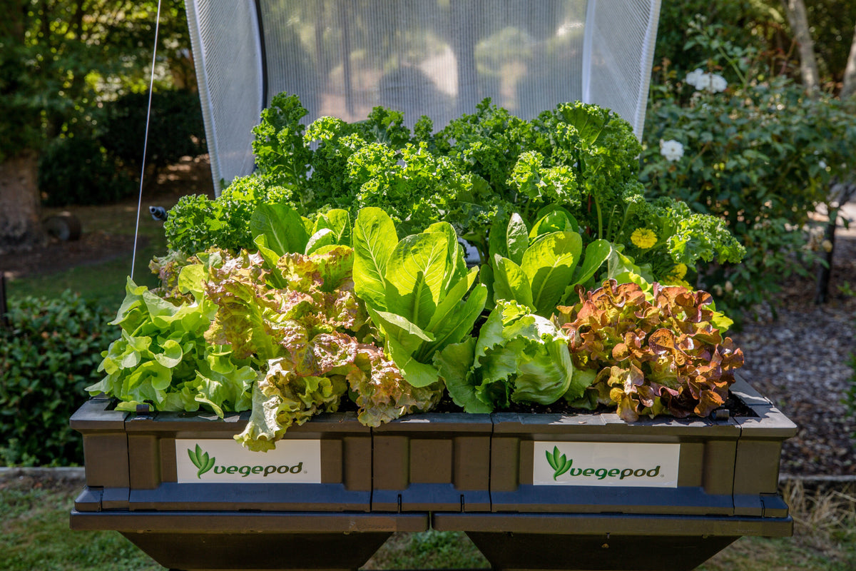 Medium Starter Pack with Trolley – Vegepod NZ